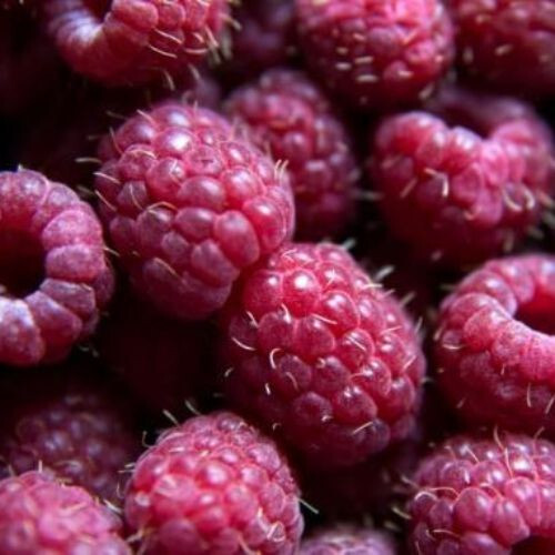 Royalty Purple Raspberry (1 Live Rubus Idaeus Plant)