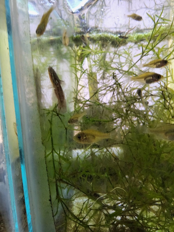Tadpole Madtom Catfish | eBay
