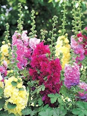Hollyhock Alcea Spring Celebrities Series Mix LARGE Plug Plants Pack x6 ...