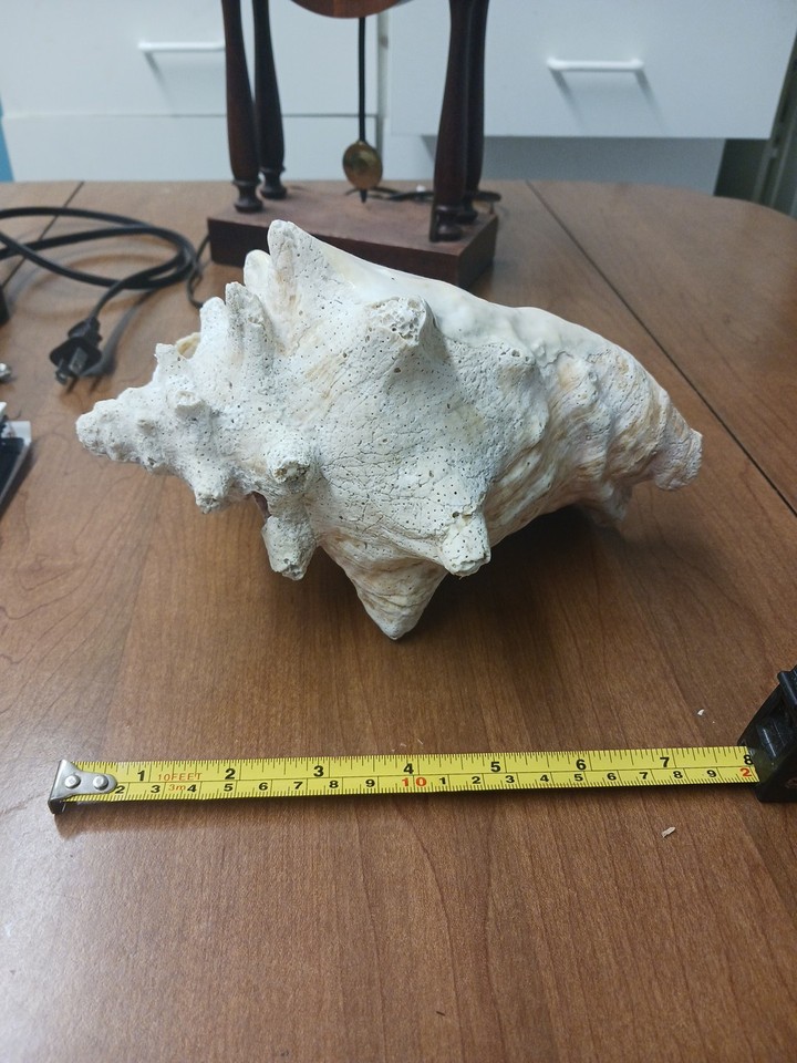 Large Queen Conch Shell (Authentic) From Florida Coast | eBay