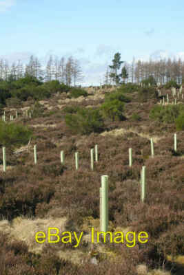Photo 6x4 Daviot Woods. Recently planted deciduous saplings. Castleton ...