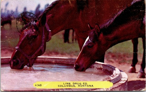Columbus MT~Line Drug Company~Horse & Pony at Water Trough~Rembrant ...