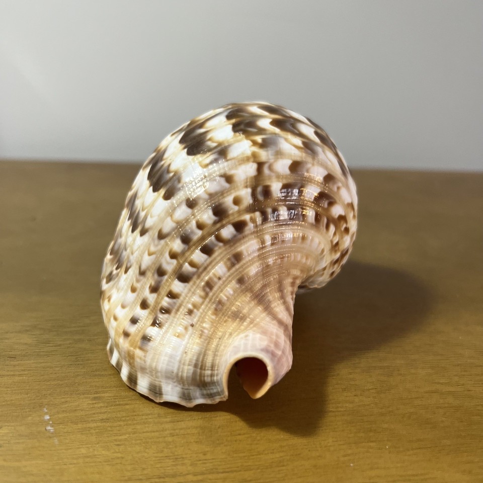 Vintage Triton's Trumpet Charonia Tritonis Sea Shell 9” Real Large ...
