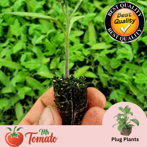 Sweet Cherry Dwarf Tomato Plug Plants Grow All Year Round fruit veg IN ...
