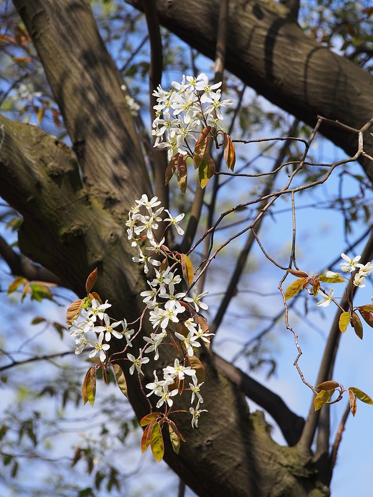 Snowy Mespilus - Amelanchier lamarckii Tree 60/80cm (5L Pot) | eBay UK