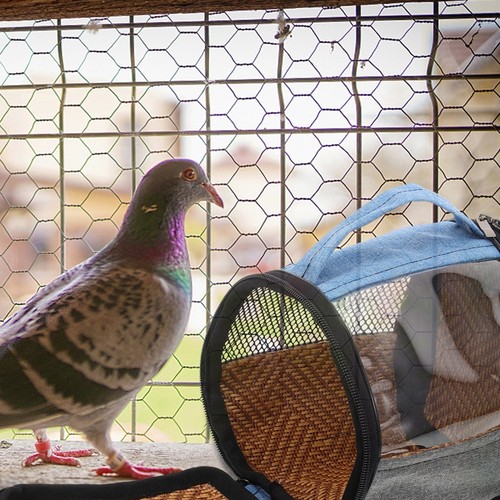 Small Bird Carrier Transport Cage Parrot Out Bag Travel Carriers | eBay