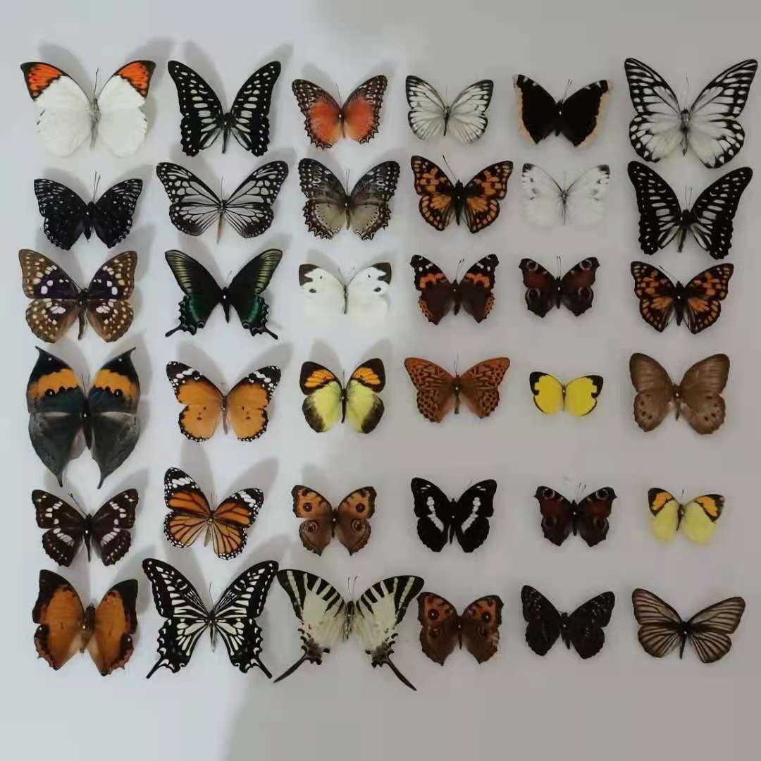 Real Images Of Colorful Butterflies Beautiful Colorful Butterfly On