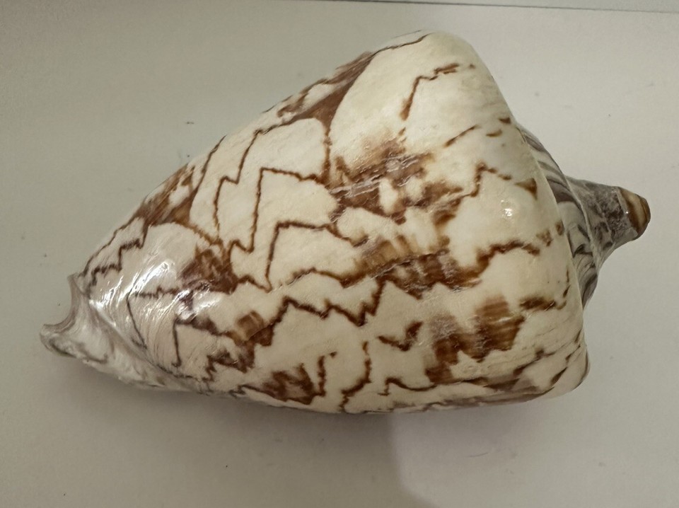 Cymbiola Aulica Nobilis Volute Seashell From Sulawesi Tengah Indonesia ...