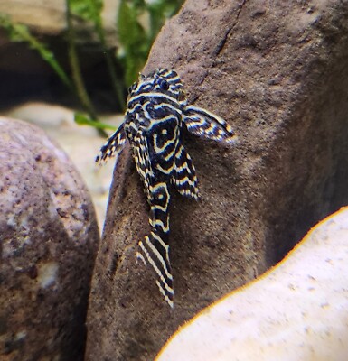 L129 Columbian Zebra Pleco Live Freshwater Fish 2.5-3" | eBay