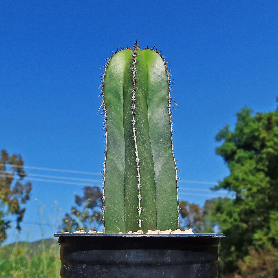 Mexican Fence Post Cactus 'Pachycereus marginatus' cactus Cacti ...