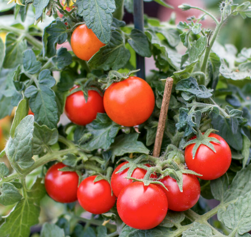 Micro TOMATO RED ROBIN 10+ seeds dwarf cherry tomato container ...