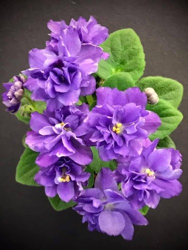 African Violet, Hunter's Watch Her Strut (M); Outstanding Girl Foliage ...