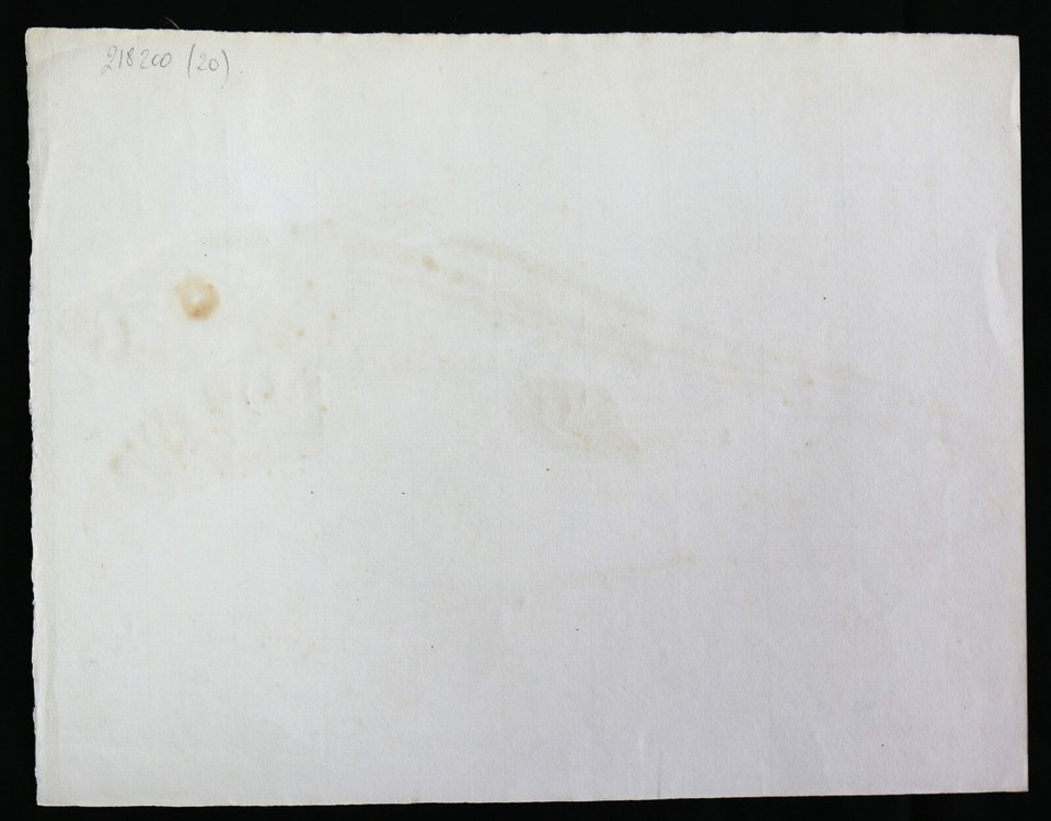 Paul SEGUIN-BERTAULT (1869-1964) Fisch Ratte Aquarell Château-Renault ...