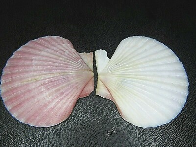 PECTEN "AEQUIPECTEN" OPERCULARIS: CREAMY COLORED PECTEN @ 53.54MM! | eBay