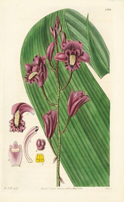 Original 1834 Curtis Print - "Bletia Florida" -- (Orchid) | eBay