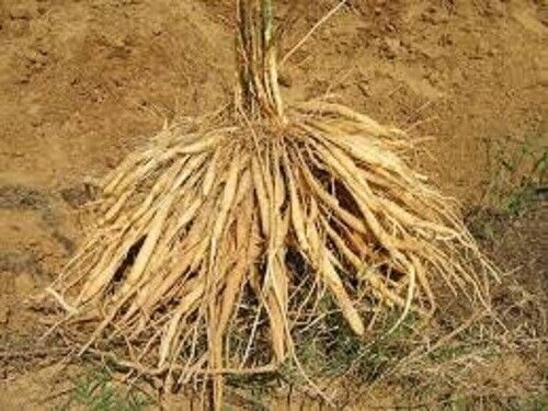 Shatavari Asparagus Racemosus Sathavari Satamuli Majjige Gadde Satavari ...