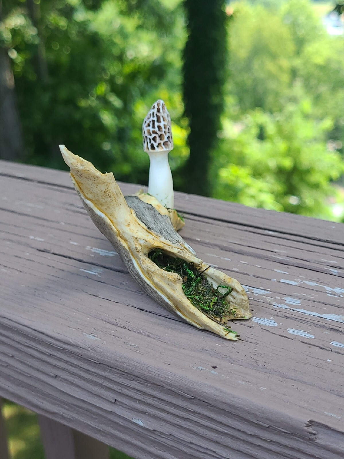 Hand carved Deer Antler Morel Mushroom / Rotting log Shed Carving Folk ...