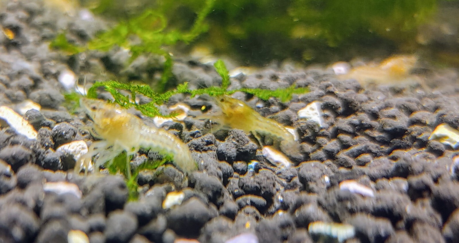 4 HYBRID SELF CLONING Brazo Dwarf crayfish ALL FEMALE aquarium invert ...