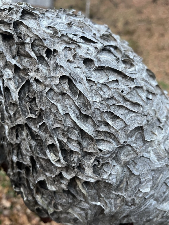 Large Fully Intact Paper Wasp Nest For Decor Or Art Projects | eBay