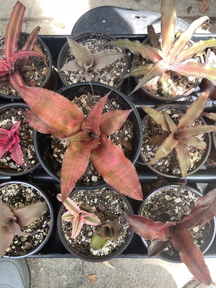 Earth Star Bromeliad Cryptanthus varieties $2 each LOTS OF COLORFUL ...