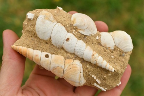 *TURRITELLA FOSSIL* 207g 10.5cm Turritellid Cretaceous Bordeaux France ...