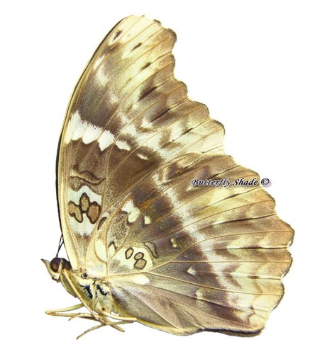 Unmounted Butterfly/Nymphalidae - Cymothoe haynae diphyia, FEMALE!, CAR ...