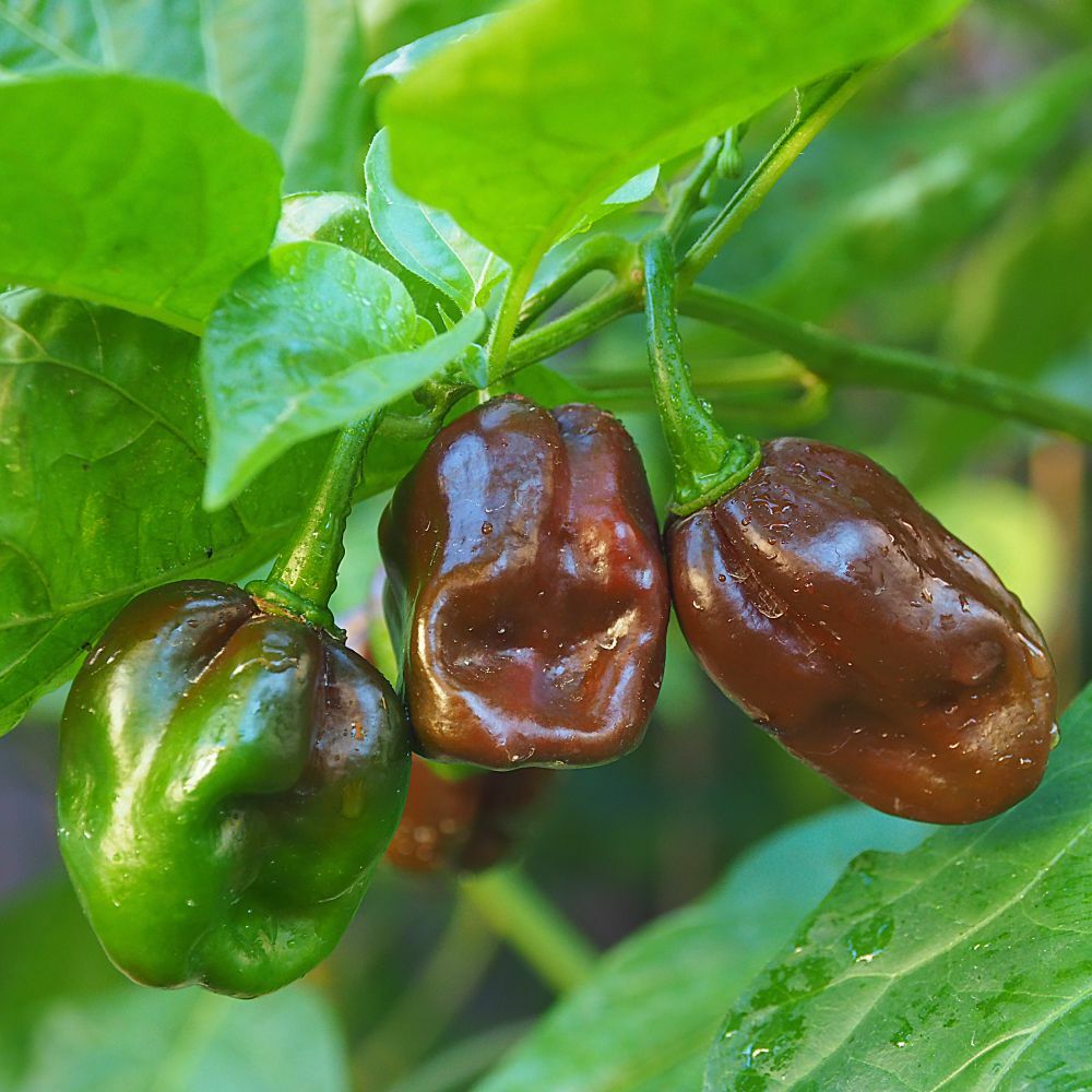 Chocolate Habanero Pepper Plant