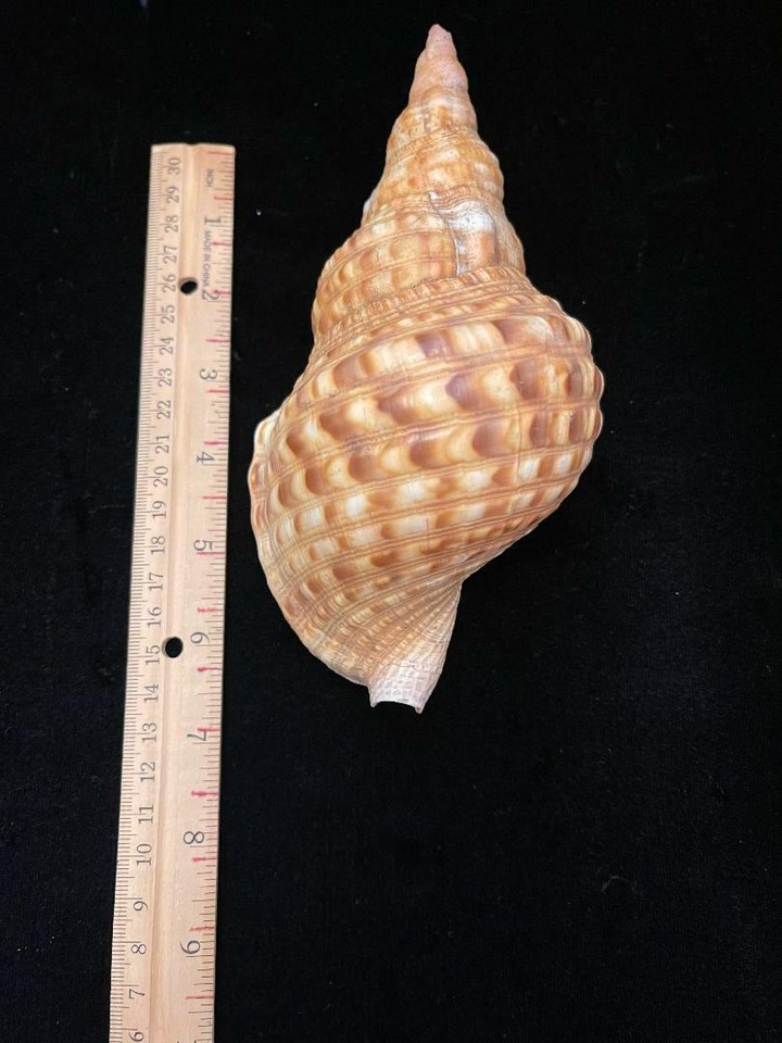 Triton Trumpet Seashell, 7" Caribbean Conch 177.8mm with operculum | eBay