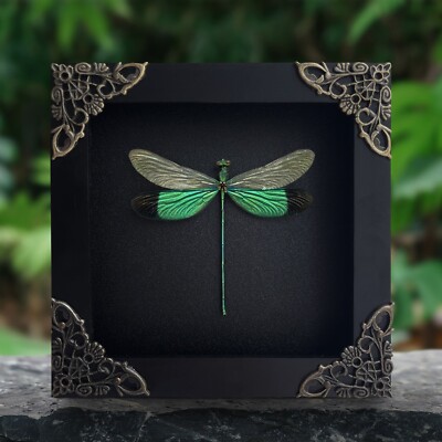 4" Frame Dragonfly Taxidermy Insect Art Gallery Collection Decor ...