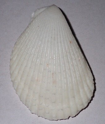 80 mm GREAT PATTERN LARGE Lima Vulgaris Seashell #AB2 From Siargao ...