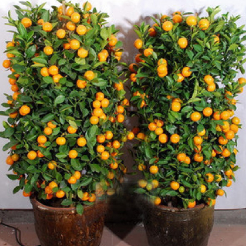 20 DWARF TANGERINE Mandarin Orange Citrus Fruit Bonsai Tree SEEDS EASY ...