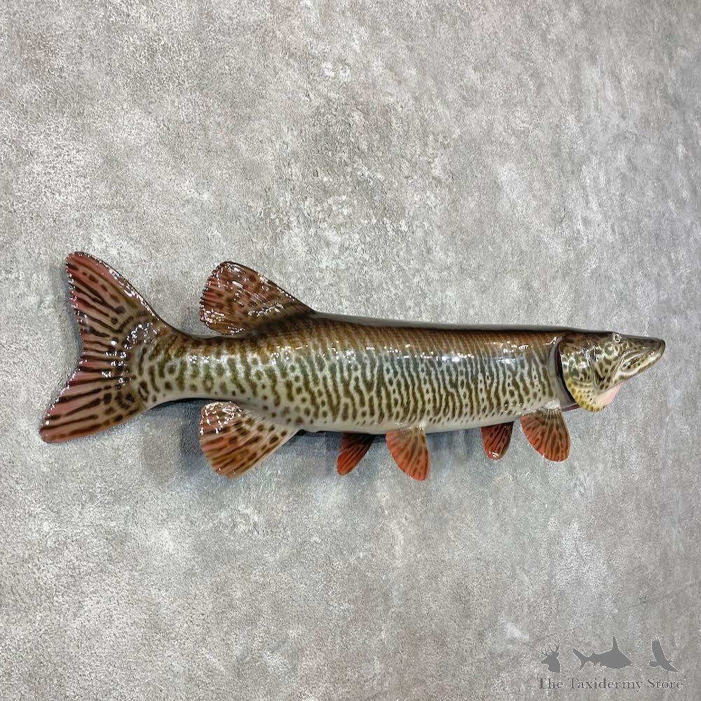 #27998 WC | 48.5" Reproduction Muskellunge Fish Mount For Sale | eBay