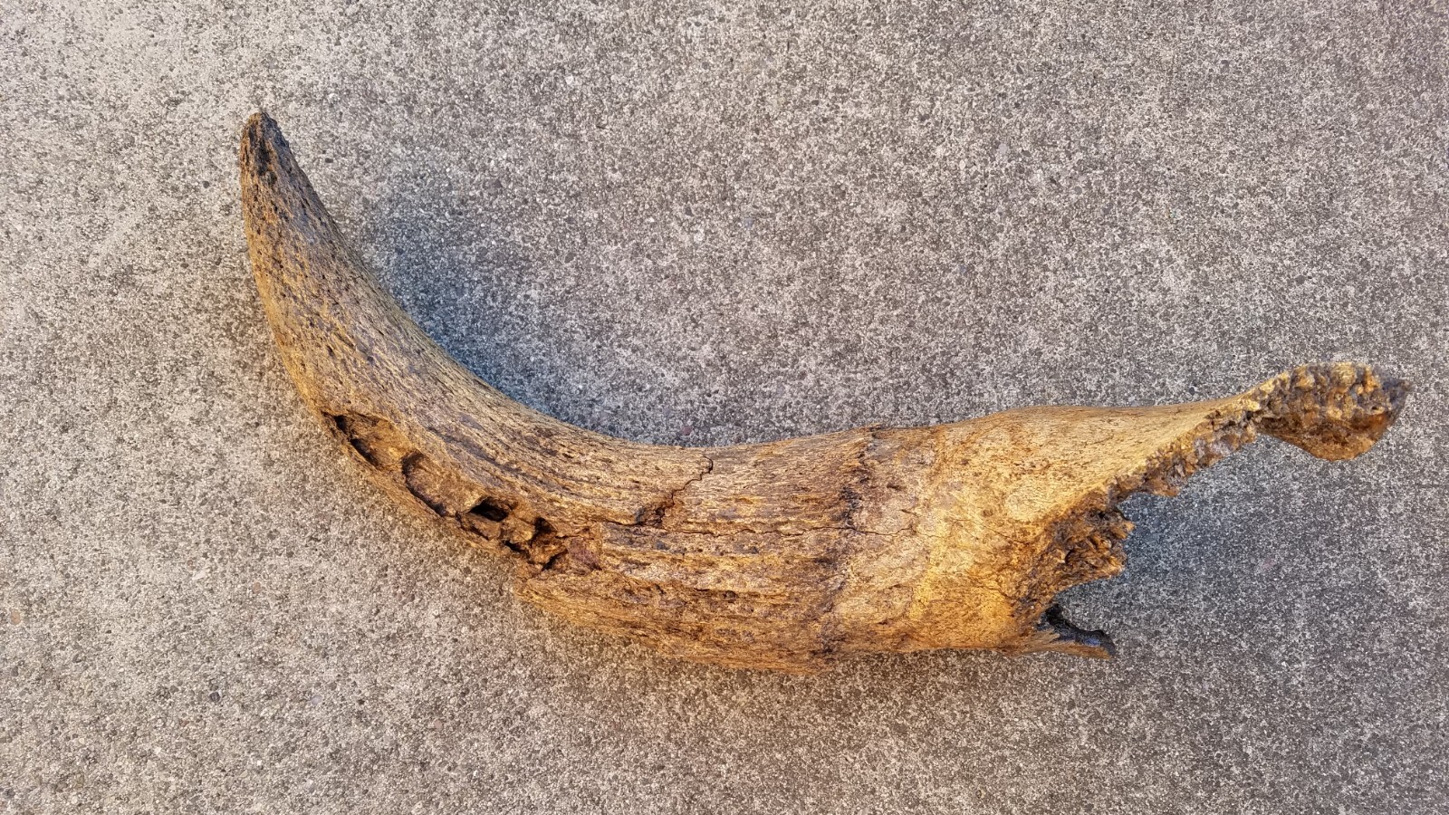 Large fossil Bison horn core from Nebraska, possibly from Bison ...