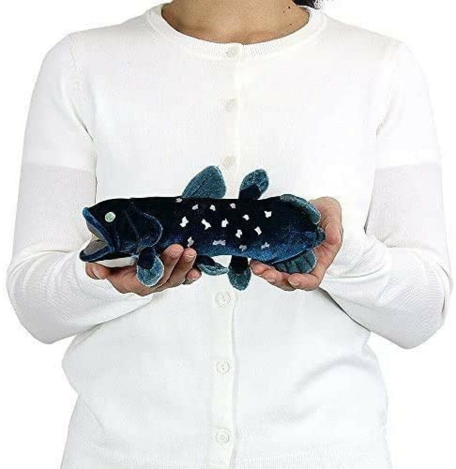 COLORATA Plush Real stuffed coelacanth S size From Japan | eBay