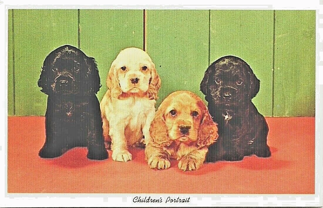 Black And Tan American Cocker Spaniel Puppies