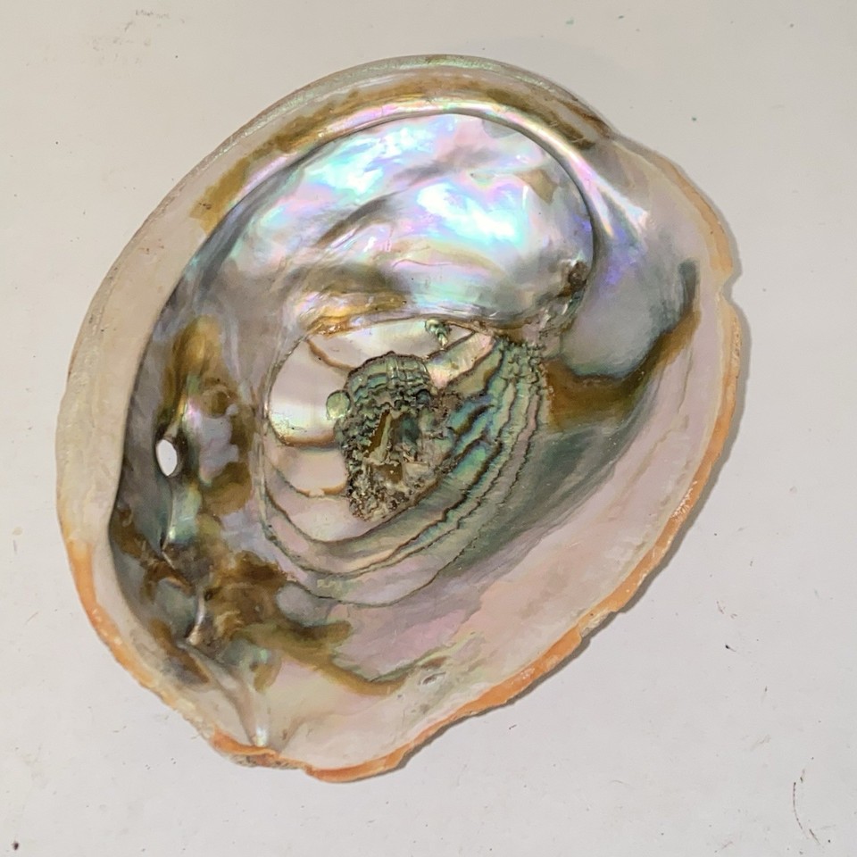 Vintage Large Iridescent Natural Red Abalone Shell | eBay