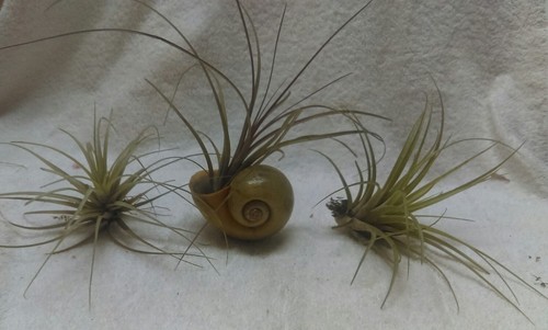 Snail Shell & 3 Air Plants 2"Planter Decorative AirPlant Snail Shell ...