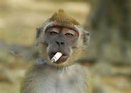 Sick Monkey Racing | eBay Stores