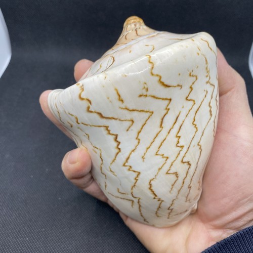 Large Noble Volute Seashell Conch Shell Rare Real Beach Home Deco ~ 5 ...