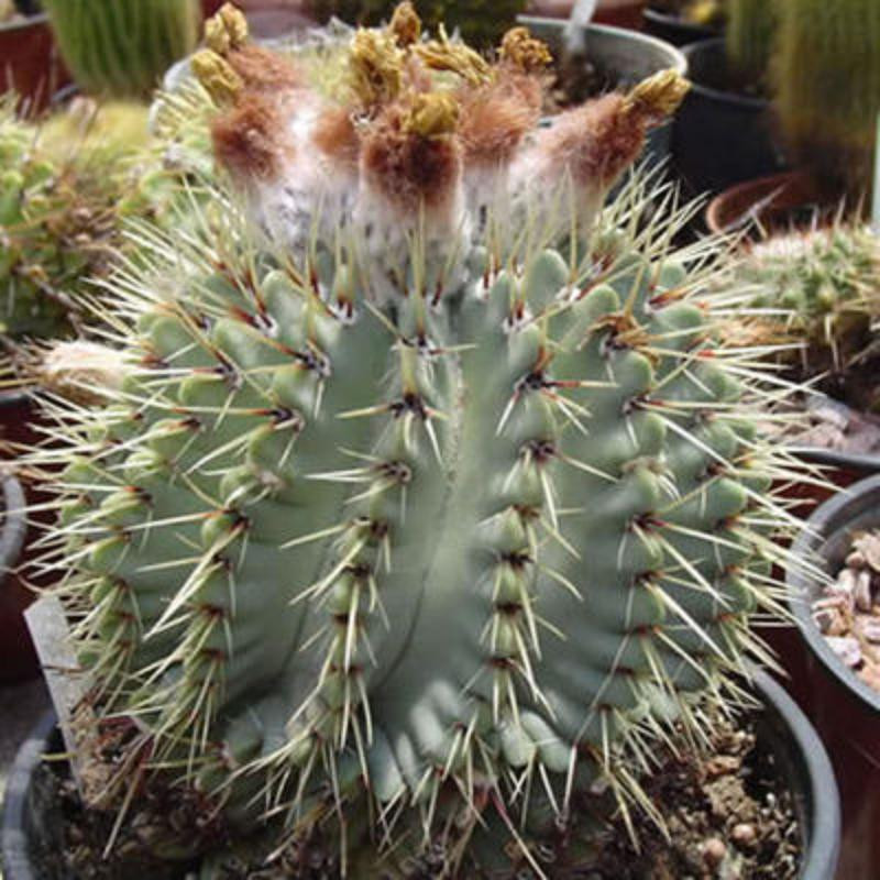 Notocactus buiningii exotic flowering yellow parodia rare cactus cacti ...