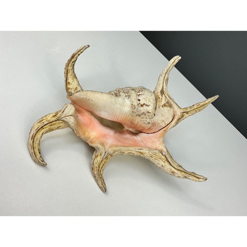 1980s Large 6" Spider Conch Sea Shell Lambis Chiragra Beach Decor ...