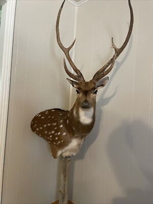 Axis Deer Shoulder Pedestal Mount | eBay