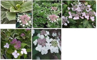 6+2 FREE FRESH CUTTINGS HYDRANGEA BUSH BEAUTIFUL ICE PINKS PURPLE ...