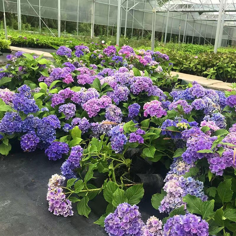 20 HYDRANGEA FLOWER SEEDS rare exotic ball bloom plant garden bush b ...