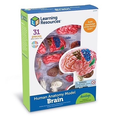 Learning Resources Brain Anatomy Model - Science Exploration Tools | eBay