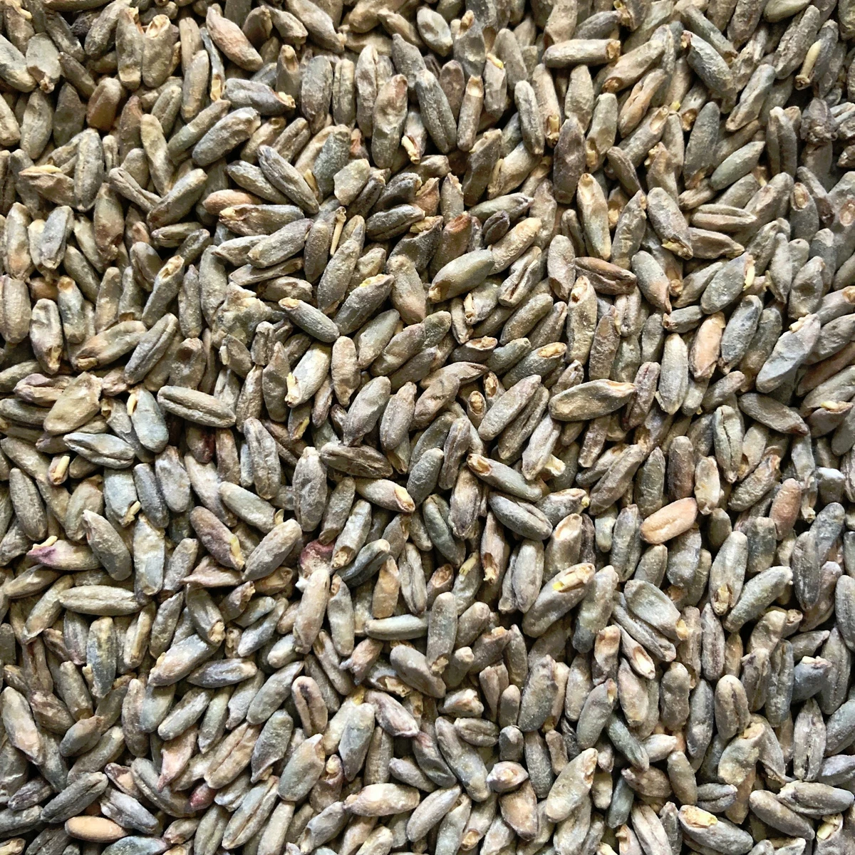 George Washington S Rye Whiskey Mash Recipe | Bryont Blog