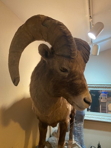 Beautiful Rocky Mountain Bighorn Sheep Full body Mount | eBay