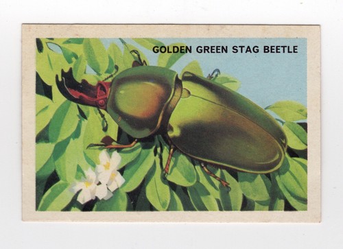 Australian Beetles Trade card #320 Golden Green Stag Beetle | eBay ...