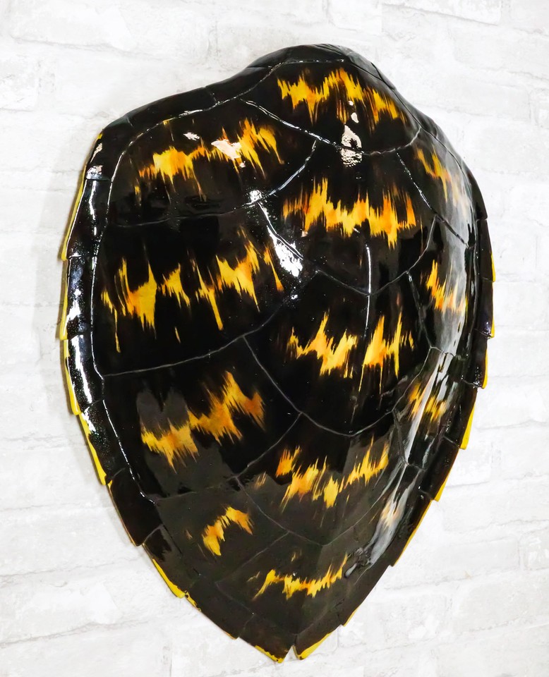 Large Nautical Marine Black Tone Faux Hawksbill Turtle Shell Replica ...