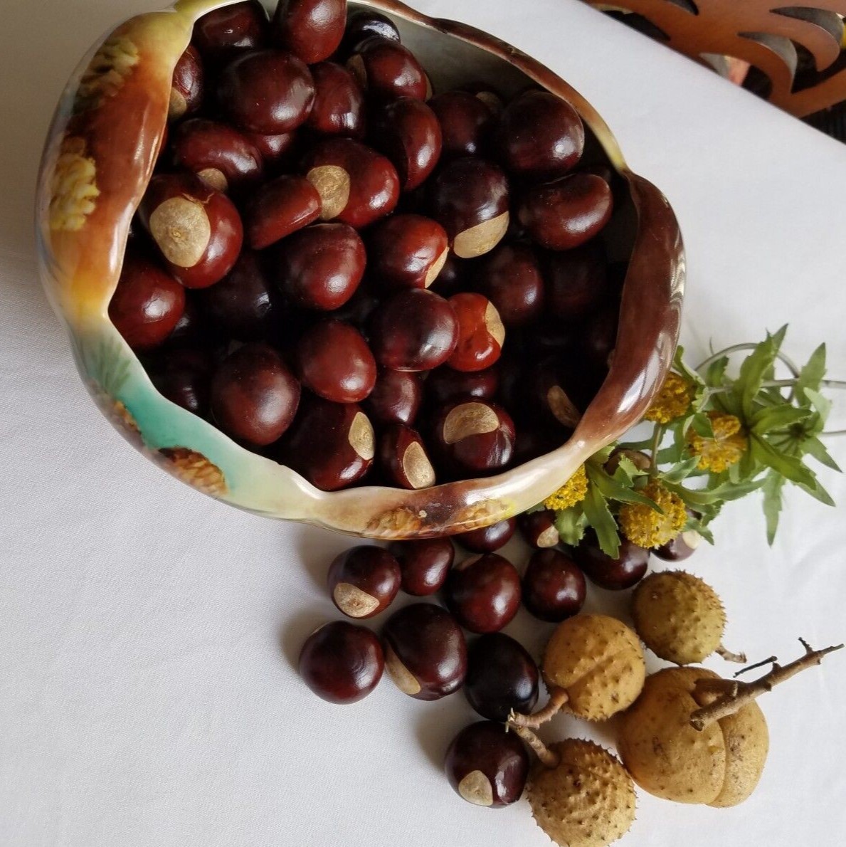 Ohio Buckeye Seed/ Fresh Buckeye Nuts/ Natural Buckeye Nuts - 50 pcs | eBay